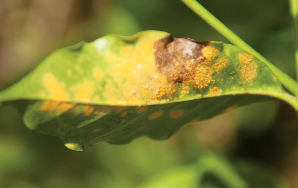 Leaf-Rust_closeUp - Fresh Cup Magazine
