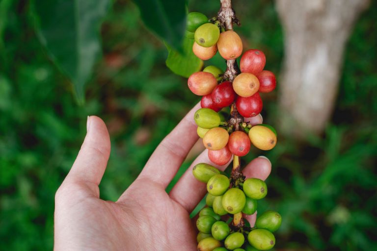 The World’s First Open-Access Coffee Genome Sequence - Fresh Cup