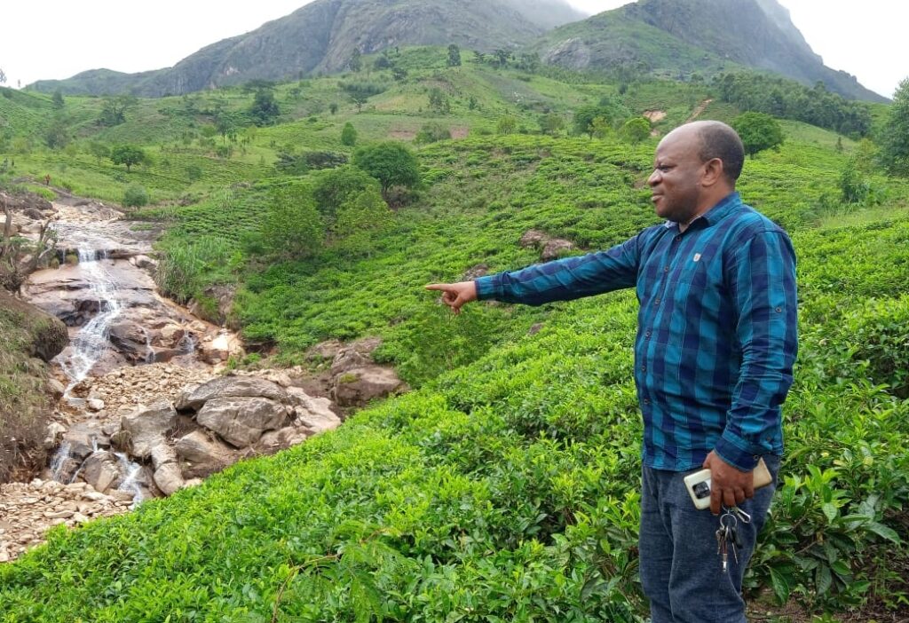 Protecting The Diversity of Malawian Tea Farms - Fresh Cup