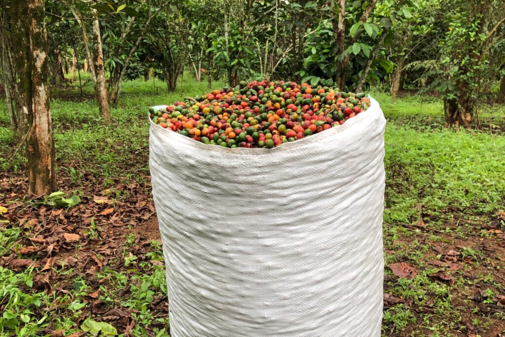Can Liberica Change The Way We Grow Coffee?